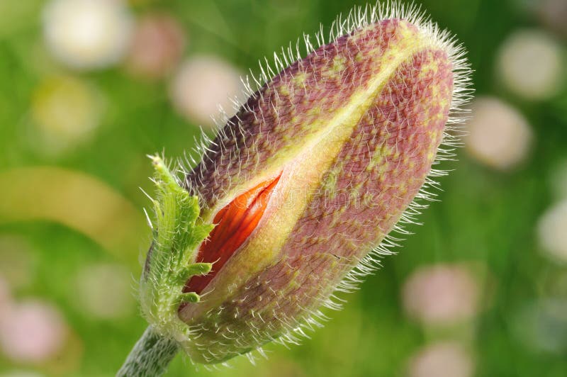 Poppy Bud Just Starting To Bloom Stock Photo - Image of june, petal ...