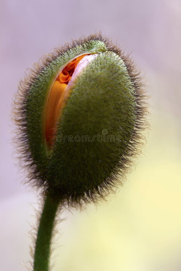 Poppy Bud stock image. Image of photograph, colour, interesting - 49777077