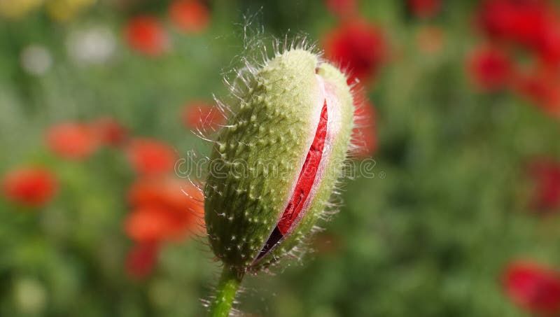 Poppy flower bud stock image. Image of field, gardener - 250892273