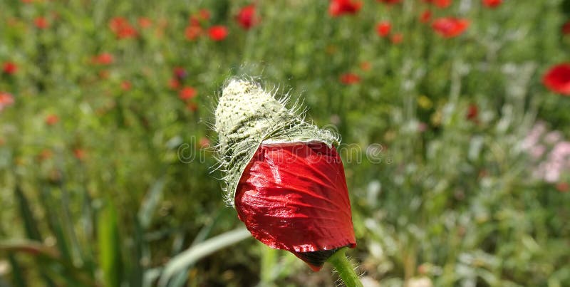 Poppy flower bud stock image. Image of ukraine, wild - 250892279