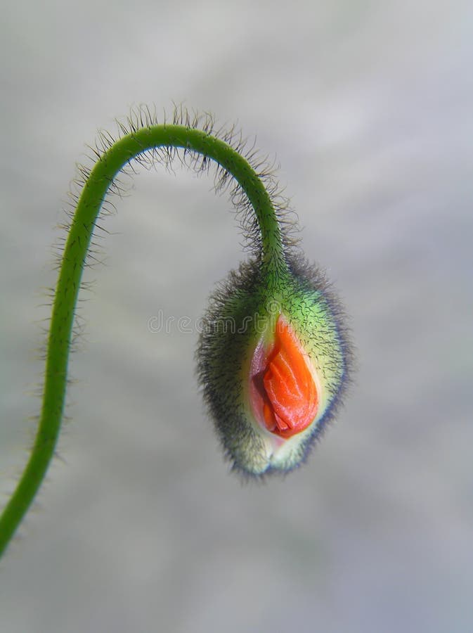 Poppy bud with stalk stock photo. Image of botanic, grey - 205730