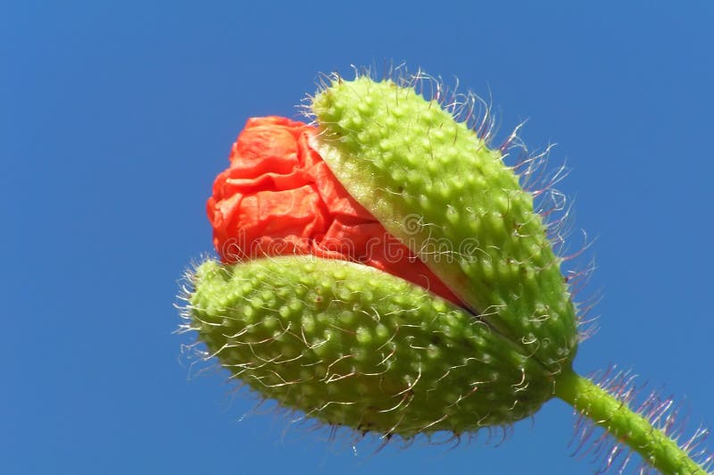 Poppy bud with stalk stock photo. Image of papaver, opium - 205732