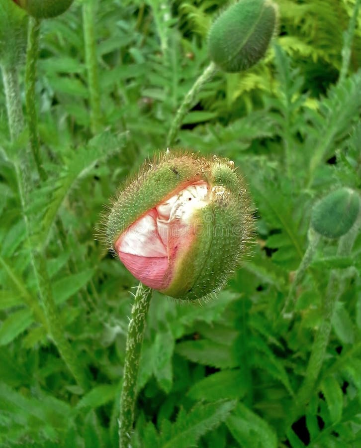 Poppy Bud stock image. Image of blossoming, leaf, garden - 83830837