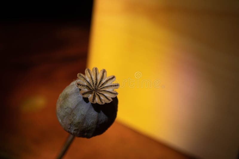 Poppy Bulb Close Up Dirt 6 1 2019 Stock Image - Image of surrounding ...