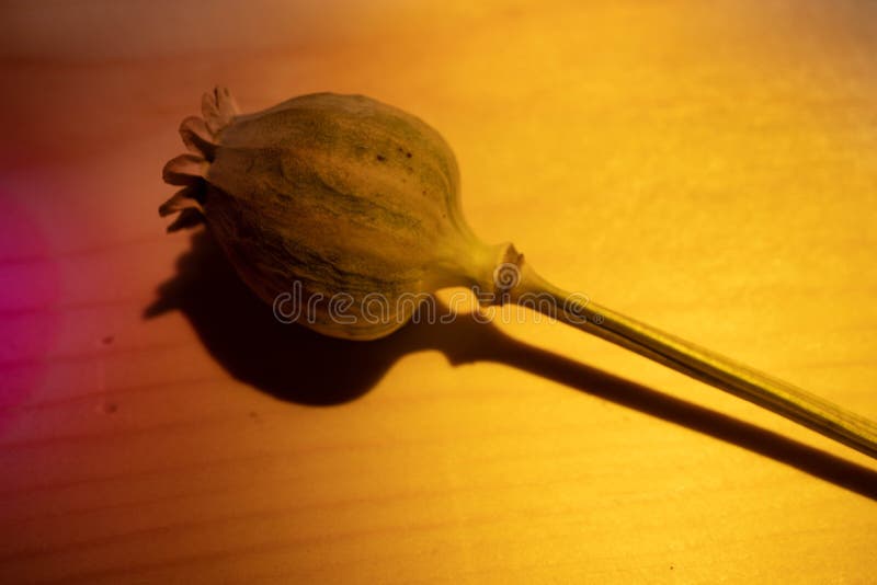 Poppy Bulb Close Up Dirt 6 1 2019 Stock Image - Image of surrounding ...