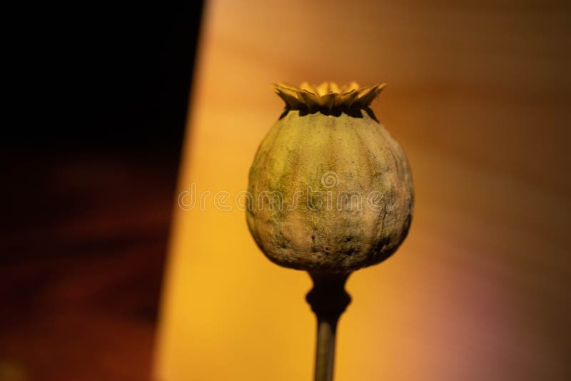 Poppy Bulb Close with Green Cover Stock Image - Image of flower, metal ...