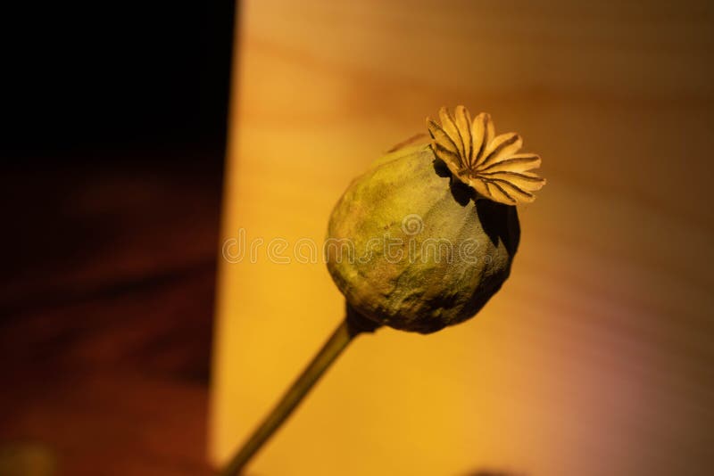 Poppy Bulb Close with Green Cover Stock Image - Image of flower, metal ...