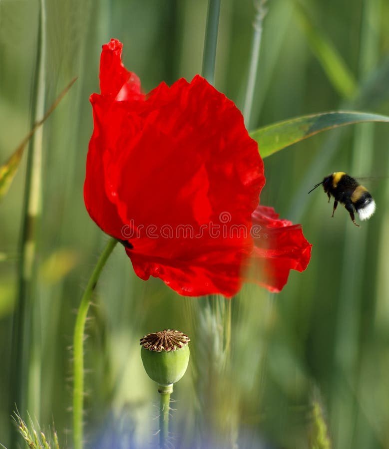 Poppy and bumble-bee stock photo. Image of coloured, orphan - 2629666