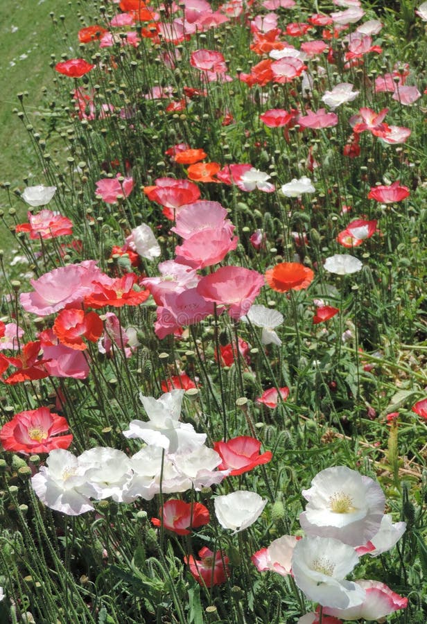 Poppy Meadows stock photo. Image of flower, meadow, garden - 261268588