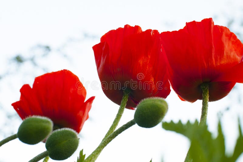 Poppy bush stock image. Image of petal, meadow, bright - 77540633