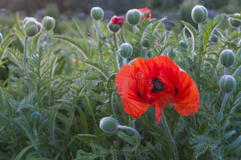 Poppy bush stock photo. Image of outdoors, rhoeas, bloom - 77540654
