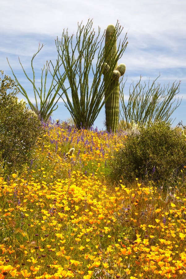 Poppy and Cacti Combo in Arizona Spring Desert Editorial Stock Photo ...