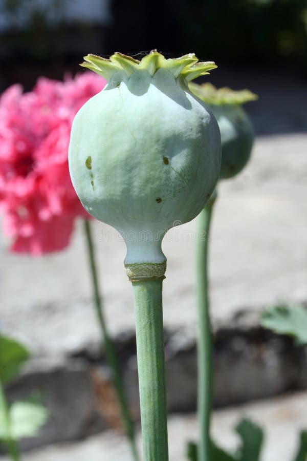 Poppy capsule stock photo. Image of closeup, poppy, single - 25438390