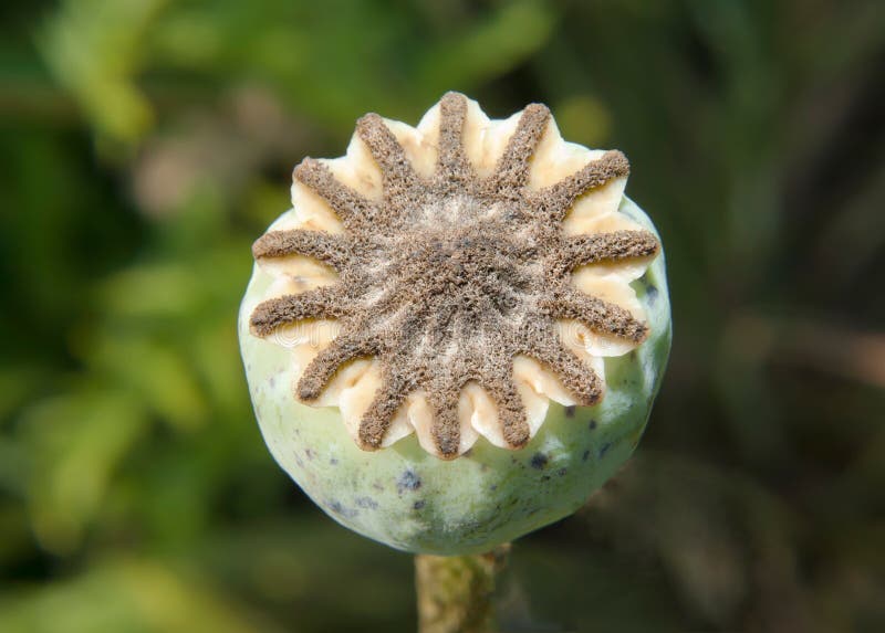 Opium poppy fruit stock photo. Image of fruit, morphine - 25566822