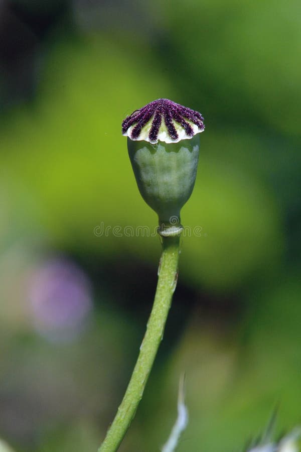Poppy capsule. stock photo. Image of plant, flowers, medicinal - 64110794