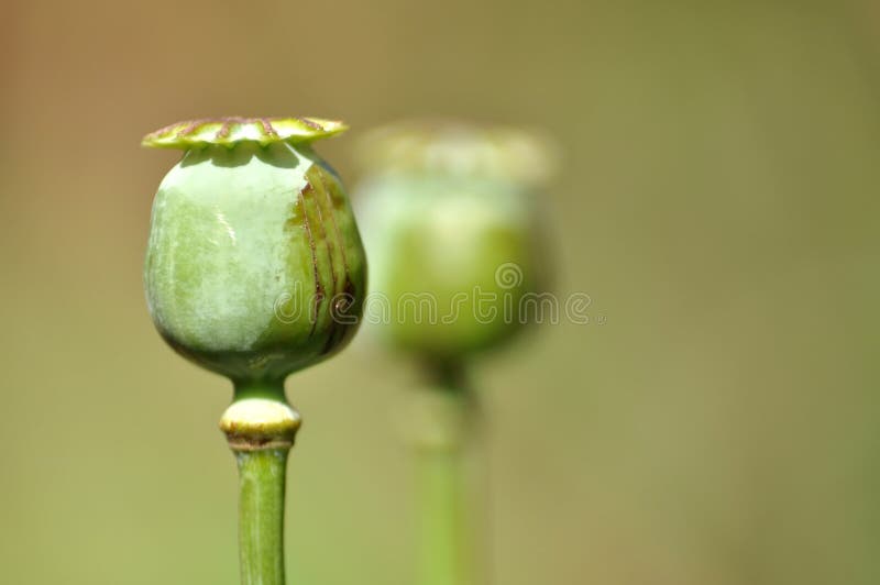 Poppy capsules stock photo. Image of papaver, harvest - 18061064