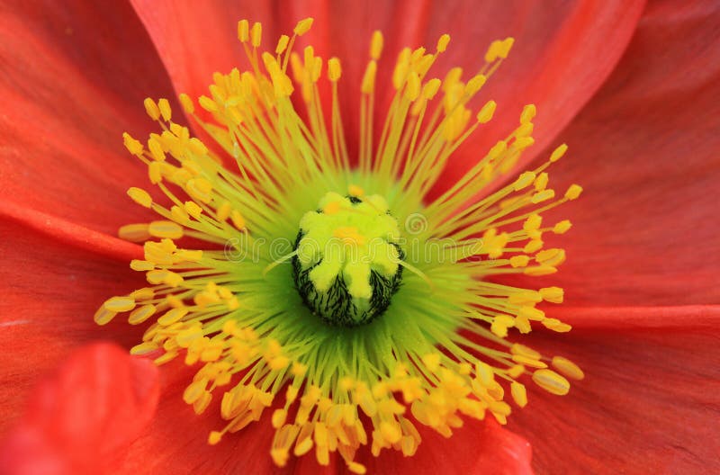 Poppy center stock photo. Image of spring, macro, center - 15892884