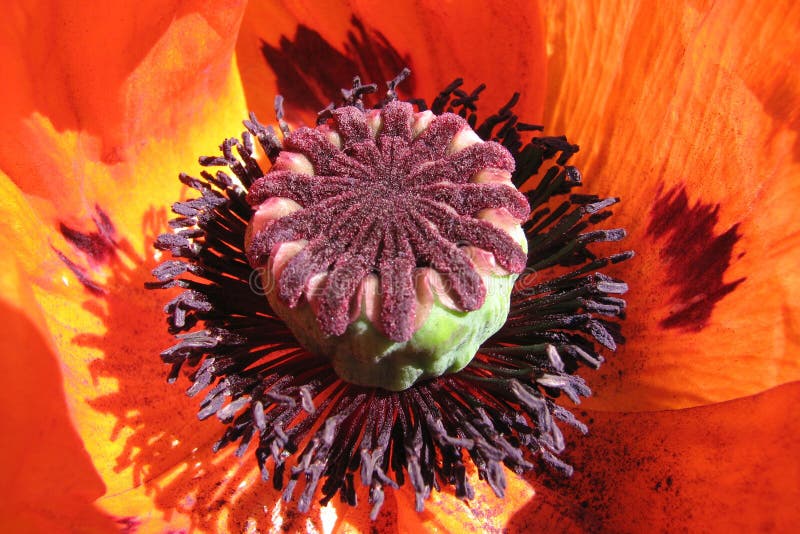 Poppy center stock image. Image of center, flower, poppy - 86245109