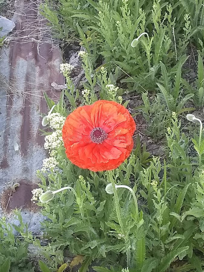 Poppy Bloom Close Up 6 3 2019 2 Stock Image - Image of close, view ...