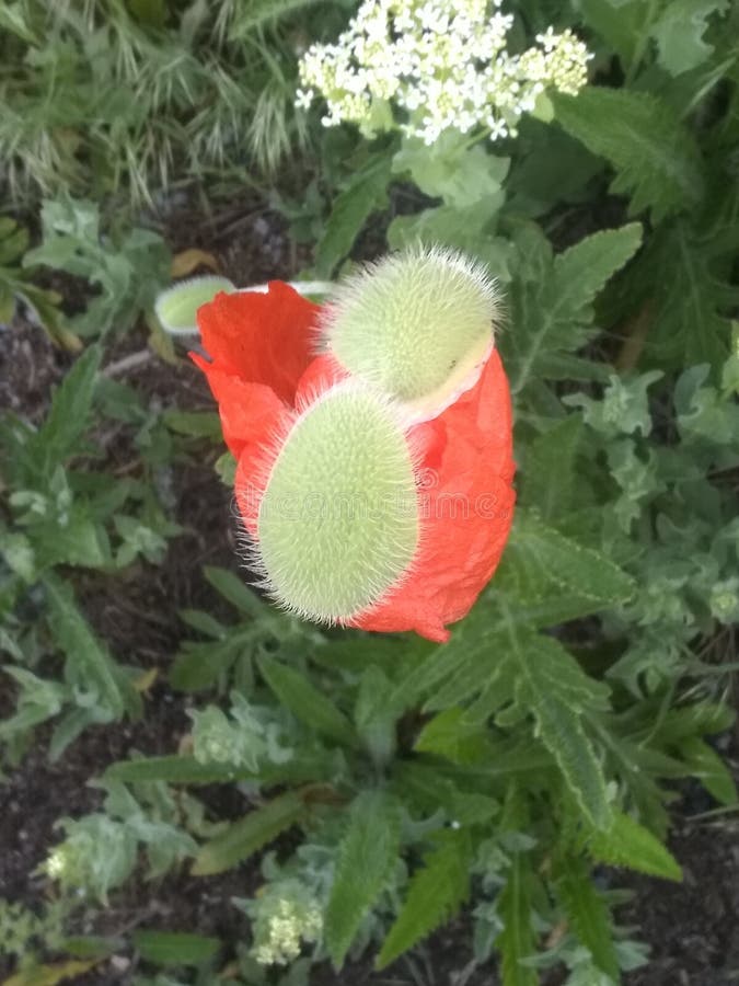 Poppy Bulb Close Up 6 3 2019 Stock Image - Image of flower, surrounding ...