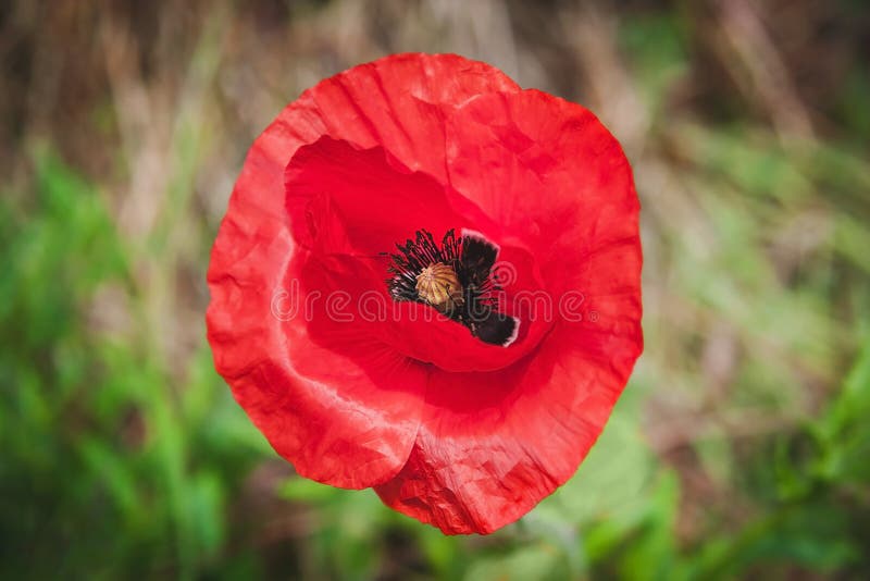 Poppy close up 6 3 2019 stock photo. Image of dirt, left - 149548168