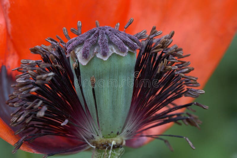 Poppy close up stock image. Image of seeds, poppy, close - 41572799