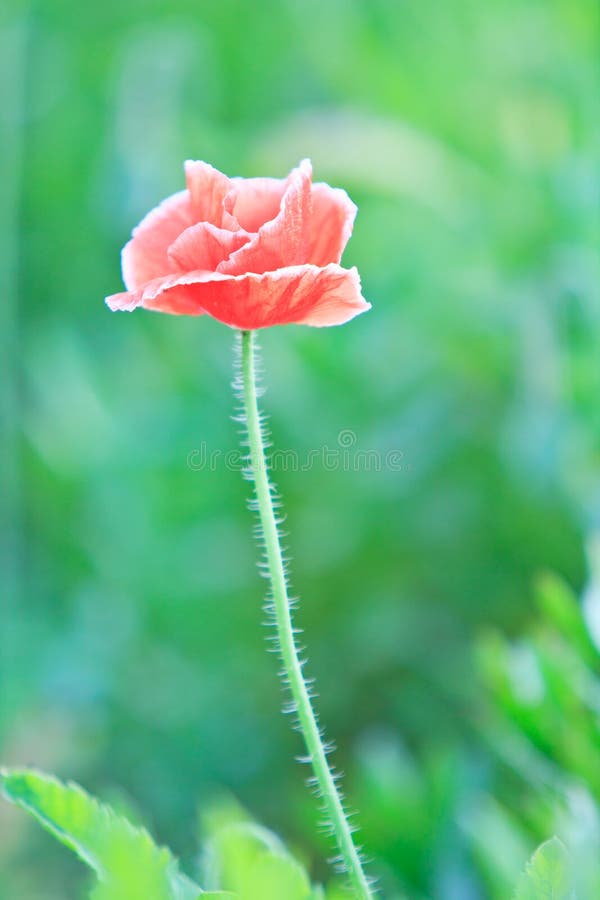 Poppy stock image. Image of pink, cloud, meadow, decoration - 34285285