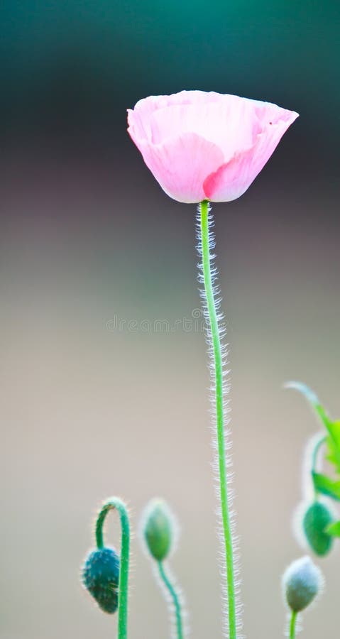 Poppy stock photo. Image of paper, flower, aging, color - 34285268