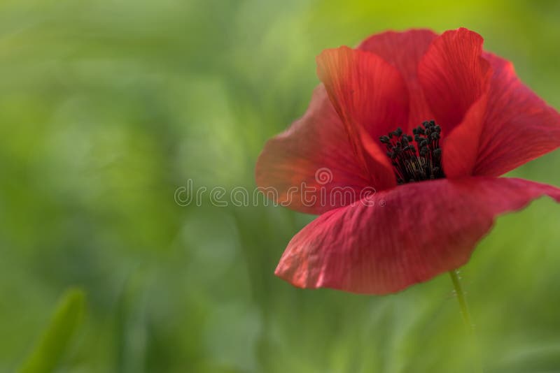 Poppy in close-up stock photo. Image of poppy, bloom - 144326892