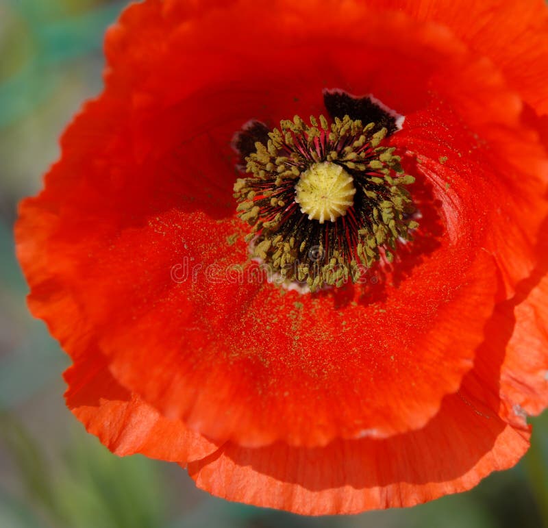 Poppy Closeup stock photo. Image of clean, close, ecological - 4648550