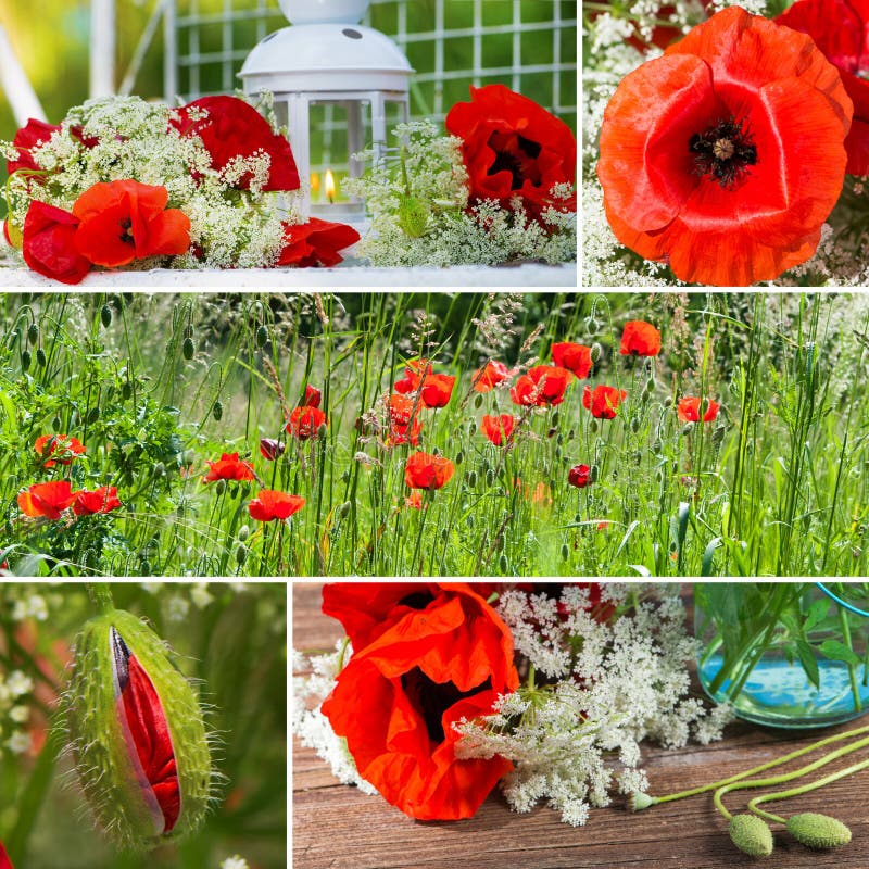 Poppy collage stock photo. Image of poppy, romantic, wildflowers - 42082974