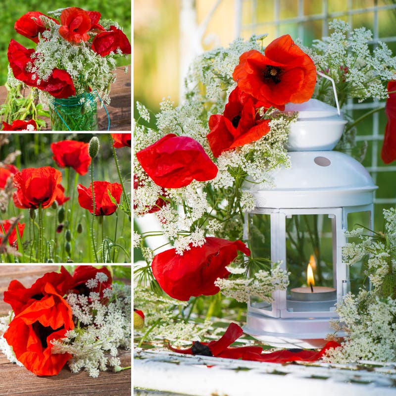 Poppy collage stock photo. Image of elder, meadow, wind - 42083042