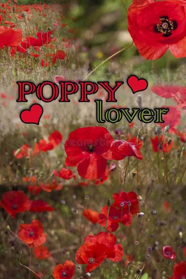 Poppy stock photo. Image of flower, graphic, collage - 31803062