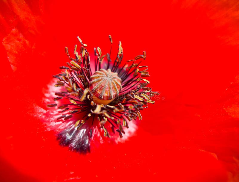 Poppy core stock image. Image of open, beautiful, heart - 28611375