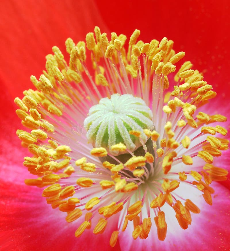 Poppy core stock image. Image of nature, pink, abstract - 5673289