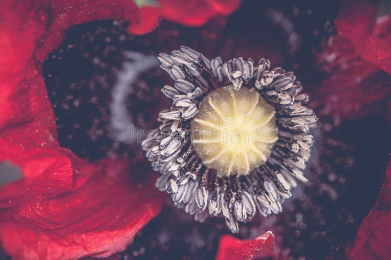 Poppy Core Macro. Floral Background, Toned. Pattern. Stock Photo ...