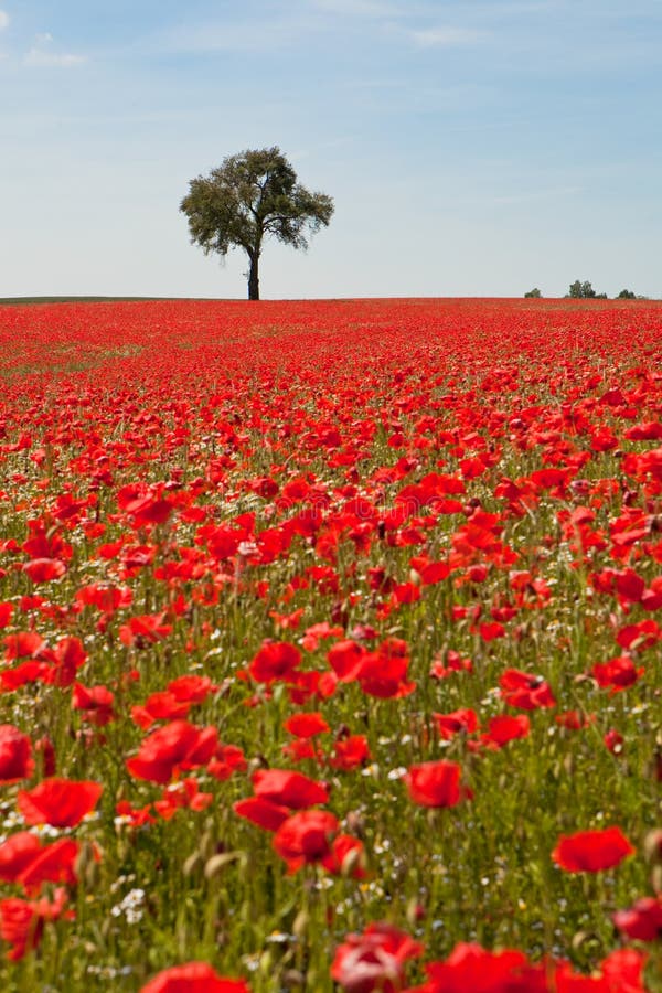 Poppy corn stock image. Image of group, horizontal, color - 15000855
