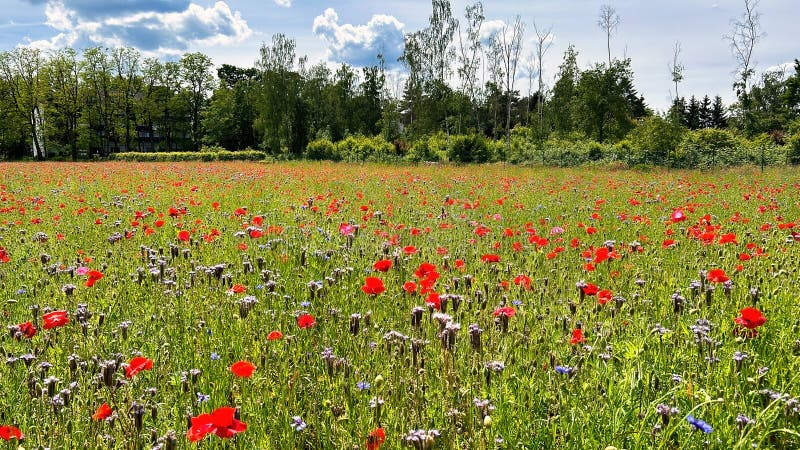 Poppy and Cornflower Field in Spring Stock Photo - Image of colored ...