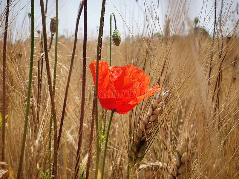 Poppy stock photo. Image of field, poppy, countryside - 151029836