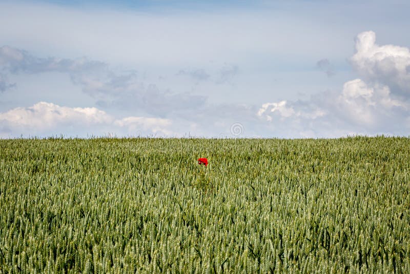 A Poppy and Crops stock image. Image of horizon, people - 186716367