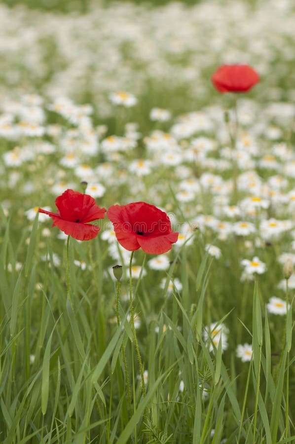 Poppy and daisy field stock photo. Image of horizon, cloud - 71534406