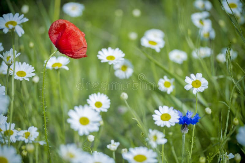 Poppy and daisy stock photo. Image of poppy, space, spring - 74199476