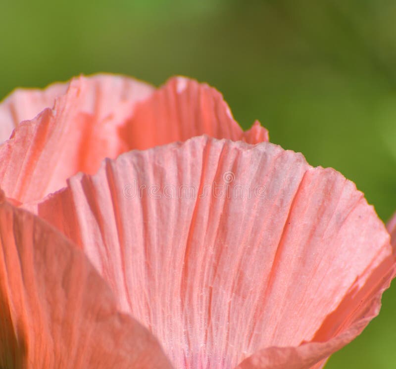 Poppy Decorative Flower in a Flower Bed Stock Photo - Image of ...