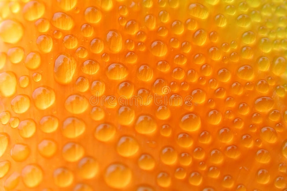 Poppy Dew Self Portraits stock image. Image of blossom - 634655