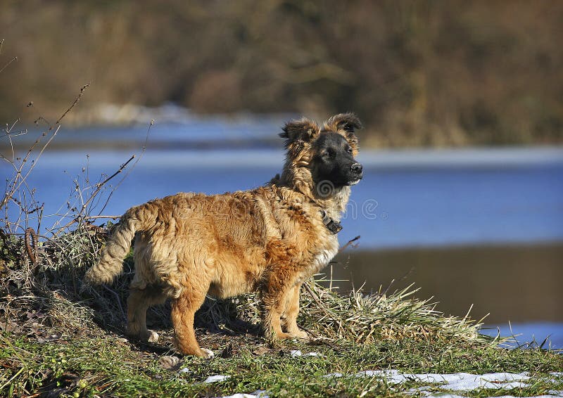 Poppy dog outdoors stock image. Image of cute, pets, blur - 23918461