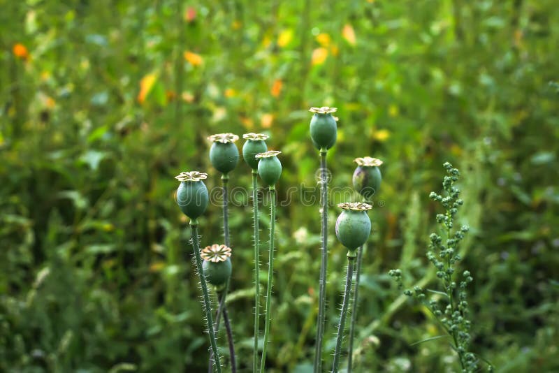 Poppy Faded Plants in Summer Park. Stock Image - Image of arrangement ...
