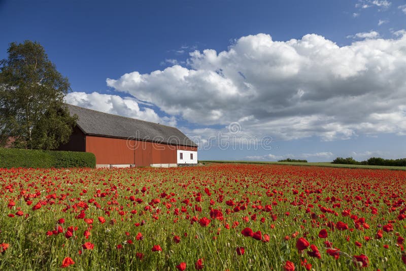 Poppy farm field stock photo. Image of country, field - 97902542