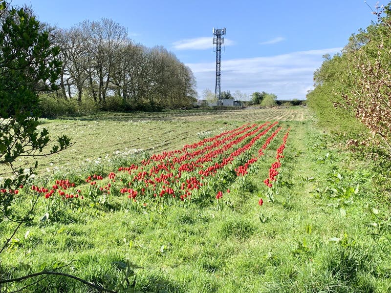 Poppy Farm stock image. Image of flower, farm, full - 179770545