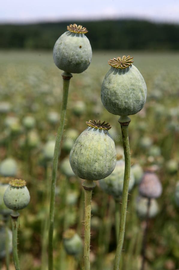 Pharmaceutical Opium Poppy Field, Tasmania, Australia Stock Image ...