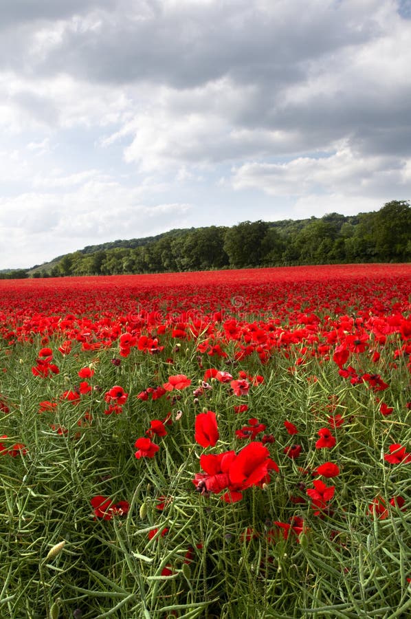 Poppy Field stock image. Image of field, agriculture - 10701647
